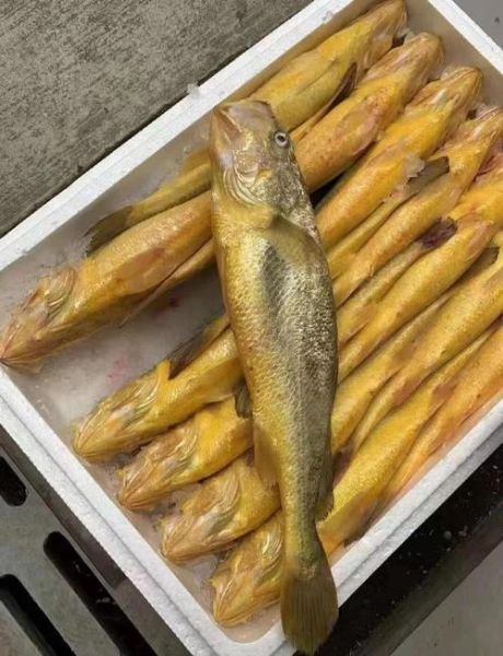 野生黄鱼和养殖黄鱼区别_怎么辨别真假-第2张图片-山城妙识 野生黄鱼和养殖黄鱼区别_怎么辨别真假-第2张图片-山城妙识