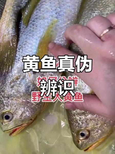 野生黄鱼和养殖黄鱼区别_怎么辨别真假-第1张图片-山城妙识 野生黄鱼和养殖黄鱼区别_怎么辨别真假-第1张图片-山城妙识