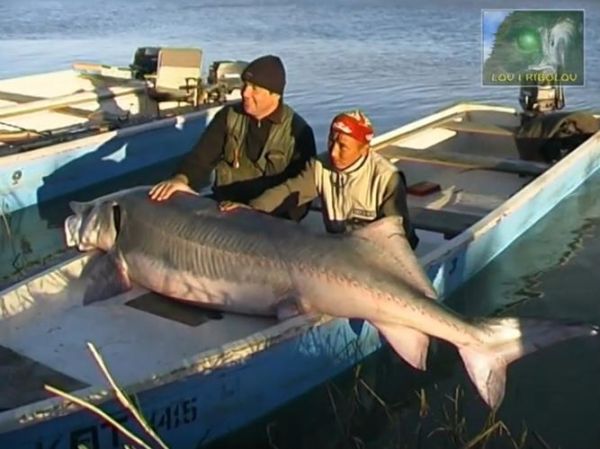 鳇鱼最大有多大_鳇鱼能长多少斤-第1张图片-山城妙识