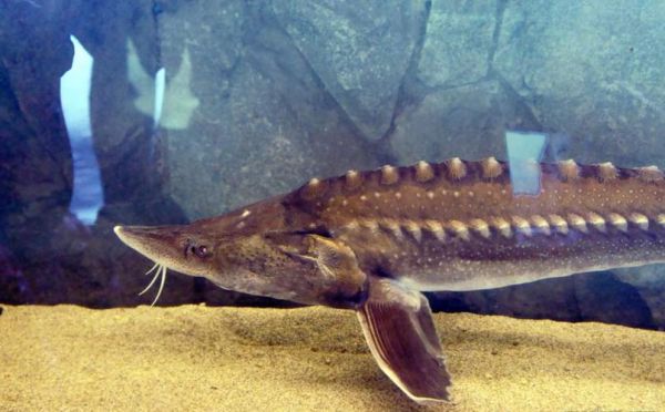 鳇鱼最大有多大_鳇鱼能长多少斤-第2张图片-山城妙识