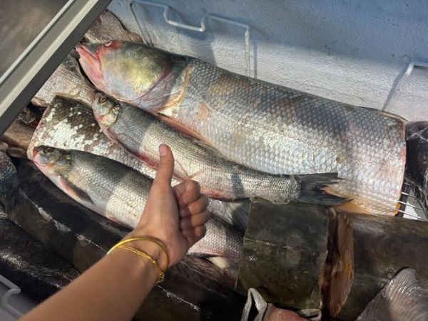鳇鱼最大有多大_鳇鱼能长多少斤-第3张图片-山城妙识
