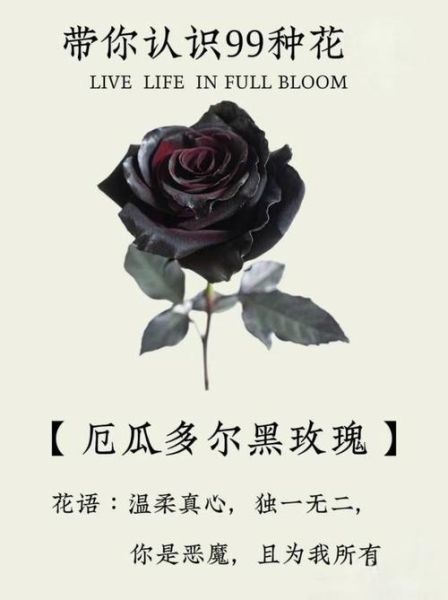 黑玫瑰的花语是什么_黑玫瑰适合送什么人-第1张图片-山城妙识 黑玫瑰的花语是什么_黑玫瑰适合送什么人-第1张图片-山城妙识