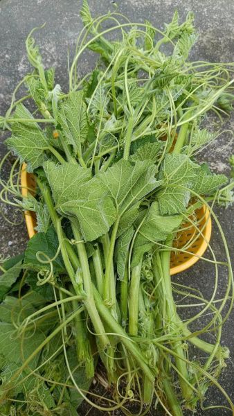 龙须菜是佛手瓜藤吗_佛手瓜藤和龙须菜的区别-第1张图片-山城妙识 龙须菜是佛手瓜藤吗_佛手瓜藤和龙须菜的区别-第1张图片-山城妙识