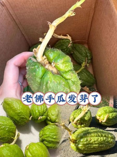 龙须菜是佛手瓜藤吗_佛手瓜藤和龙须菜的区别-第3张图片-山城妙识 龙须菜是佛手瓜藤吗_佛手瓜藤和龙须菜的区别-第3张图片-山城妙识