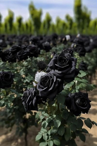 黑玫瑰的花语是什么_黑玫瑰适合送什么人-第3张图片-山城妙识 黑玫瑰的花语是什么_黑玫瑰适合送什么人-第3张图片-山城妙识