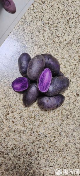 黑美人土豆产地在哪里_黑美人土豆主产区分布-第2张图片-山城妙识