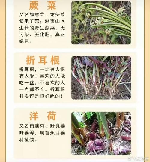 野菜大全有哪些_野菜图片及名称-第3张图片-山城妙识
