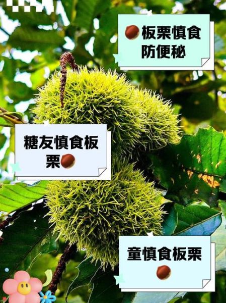 板栗不能和什么一起吃_板栗的禁忌食物有哪些-第2张图片-山城妙识 板栗不能和什么一起吃_板栗的禁忌食物有哪些-第2张图片-山城妙识