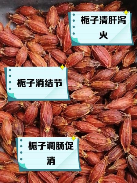栀子泡水喝的功效与作用_栀子茶怎么喝才不上火-第3张图片-山城妙识