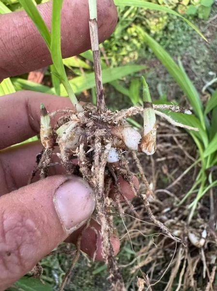 白芨种植技术_白芨亩产量多少斤-第2张图片-山城妙识