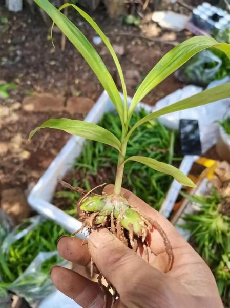 白芨种植技术_白芨亩产量多少斤-第1张图片-山城妙识