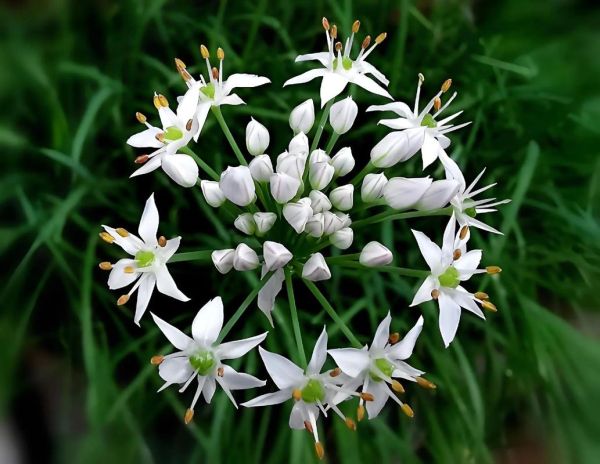 什么人不能吃韭菜花_韭菜花禁忌人群有哪些-第3张图片-山城妙识 什么人不能吃韭菜花_韭菜花禁忌人群有哪些-第3张图片-山城妙识