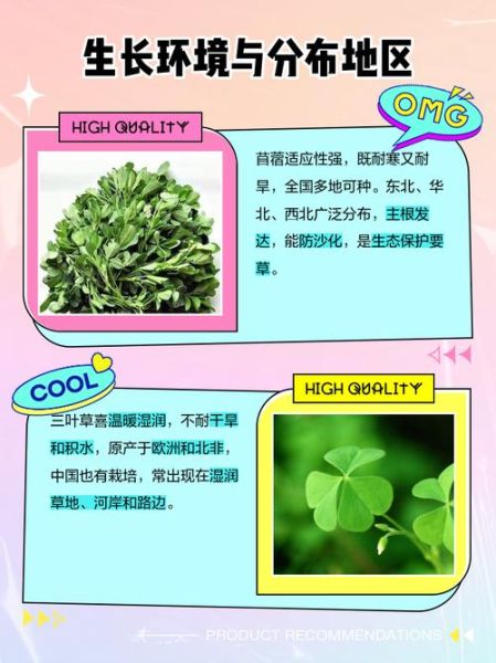 路边的三叶草是苜蓿吗_三叶草与苜蓿区别-第1张图片-山城妙识