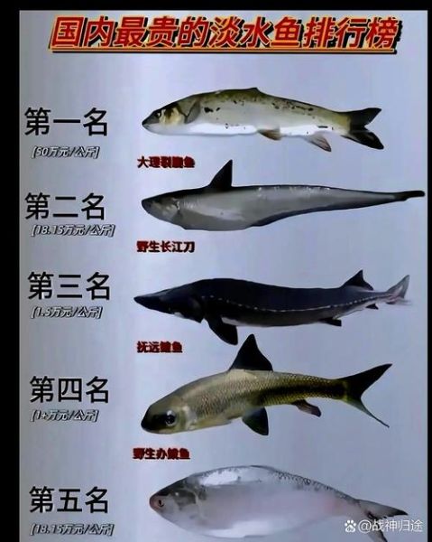 长江刀鱼为什么这么贵_长江刀鱼多少钱一斤-第1张图片-山城妙识