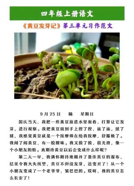 黄豆发芽需要几天_黄豆生长观察日记怎么写-第1张图片-山城妙识 黄豆发芽需要几天_黄豆生长观察日记怎么写-第1张图片-山城妙识