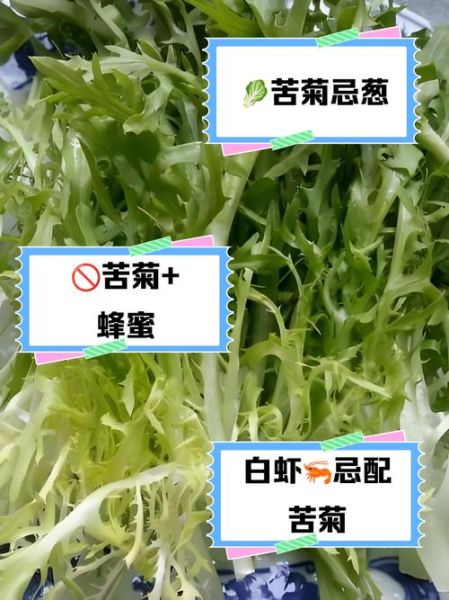 苦菊不能和什么一起吃_苦菊相克食物有哪些-第2张图片-山城妙识 苦菊不能和什么一起吃_苦菊相克食物有哪些-第2张图片-山城妙识