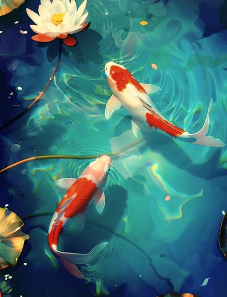 锦鲤图片大全_高清壁纸哪里找-第1张图片-山城妙识 锦鲤图片大全_高清壁纸哪里找-第1张图片-山城妙识