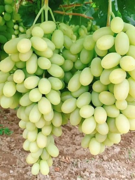 马奶葡萄图片大全_马奶葡萄长什么样-第2张图片-山城妙识 马奶葡萄图片大全_马奶葡萄长什么样-第2张图片-山城妙识