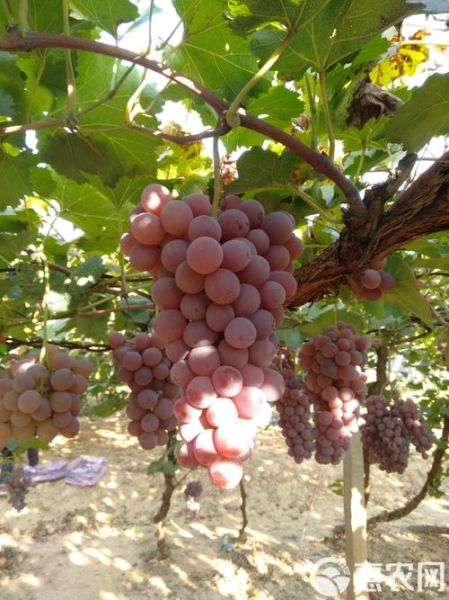 马奶葡萄图片大全_马奶葡萄长什么样-第3张图片-山城妙识 马奶葡萄图片大全_马奶葡萄长什么样-第3张图片-山城妙识