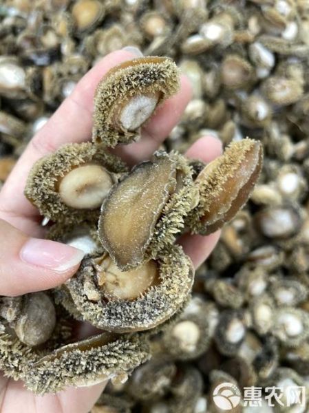鲍鱼多少钱一个头_鲍鱼一个头价格是多少-第3张图片-山城妙识