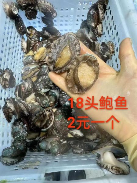 鲍鱼多少钱一个头_鲍鱼一个头价格是多少-第1张图片-山城妙识