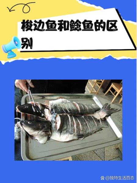 鲶鱼和鲢鳙是一种鱼吗_区别在哪里-第1张图片-山城妙识