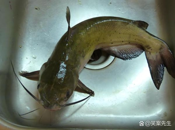 鲶鱼和鲢鳙是一种鱼吗_区别在哪里-第2张图片-山城妙识
