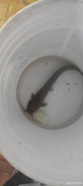 鲶鱼和鲢鳙是一种鱼吗_区别在哪里-第3张图片-山城妙识