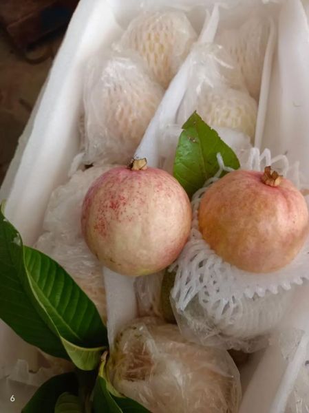 番石榴多少钱一斤_番石榴价格行情-第2张图片-山城妙识