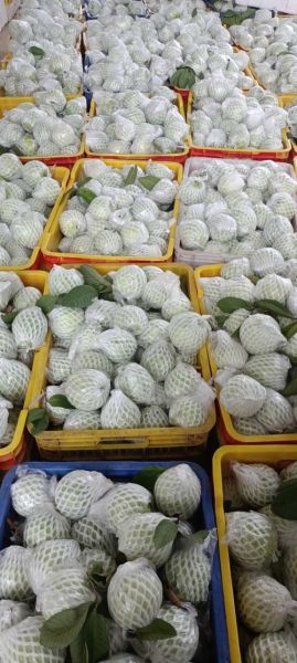 番石榴多少钱一斤_番石榴价格行情-第1张图片-山城妙识