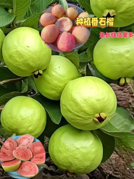 番石榴多少钱一斤_番石榴价格行情-第3张图片-山城妙识