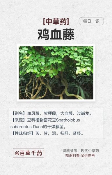 鸡血藤禁忌人群有哪些_哪些人不能吃鸡血藤-第2张图片-山城妙识 鸡血藤禁忌人群有哪些_哪些人不能吃鸡血藤-第2张图片-山城妙识