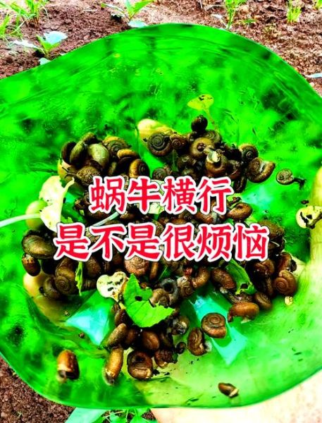 非洲大蜗牛入侵怎么办_如何彻底消灭-第1张图片-山城妙识