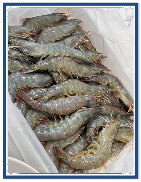 青虾图片大全_青虾怎么挑选最新鲜-第1张图片-山城妙识