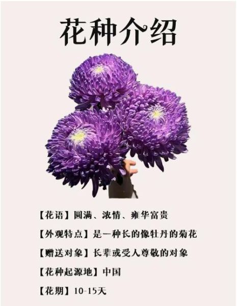 菊花的花语是什么_菊花象征什么意义-第3张图片-山城妙识