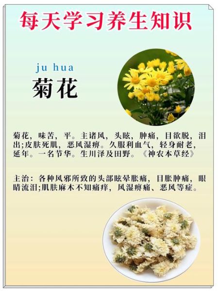 菊花的花语是什么_菊花象征什么意义-第2张图片-山城妙识