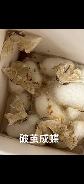 蚕蛹图片生长过程_蚕蛹变蛾子需要几天-第1张图片-山城妙识