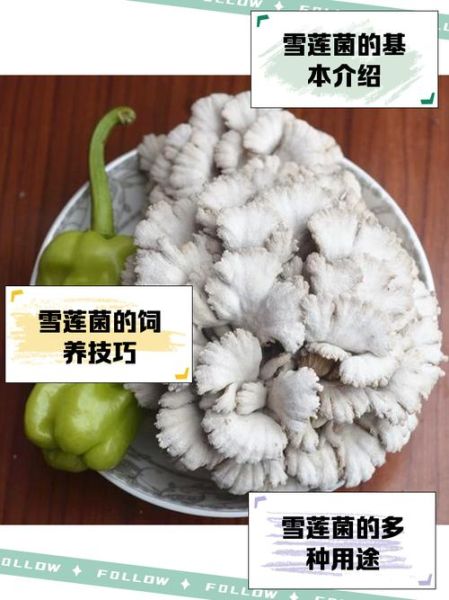 雪莲菌的功效与作用_雪莲菌怎么吃最好-第3张图片-山城妙识