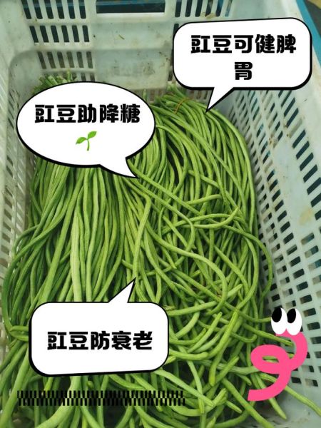 长豆角的功效与作用_长豆角的禁忌有哪些-第2张图片-山城妙识
