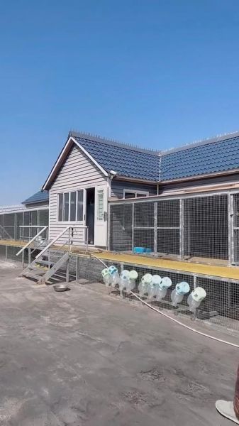 鸽子养殖大棚怎么建_鸽子养殖大棚图片大全-第1张图片-山城妙识