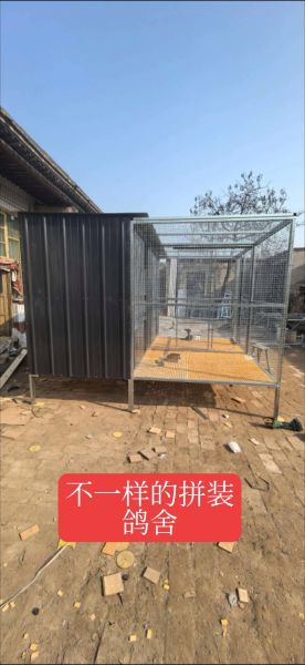 鸽子养殖大棚怎么建_鸽子养殖大棚图片大全-第3张图片-山城妙识