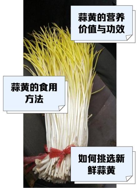 蒜黄价格多少钱一斤_蒜黄价格为何波动大-第3张图片-山城妙识