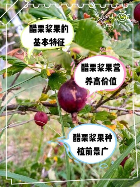 黑醋栗的功效与作用_黑醋栗怎么吃最好-第3张图片-山城妙识