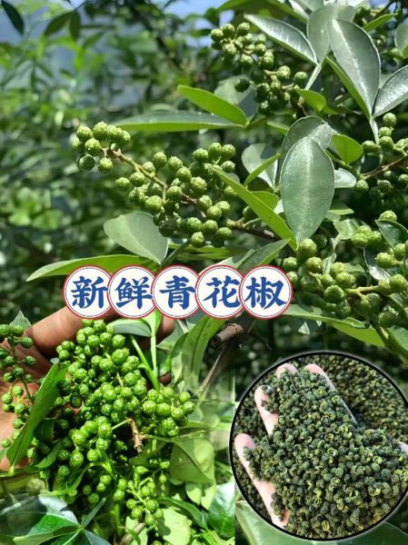 青花椒的功效与作用_青花椒怎么吃最好-第2张图片-山城妙识