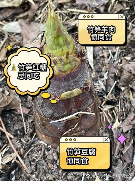 冬笋不适合什么人吃_哪些人不能吃冬笋-第1张图片-山城妙识