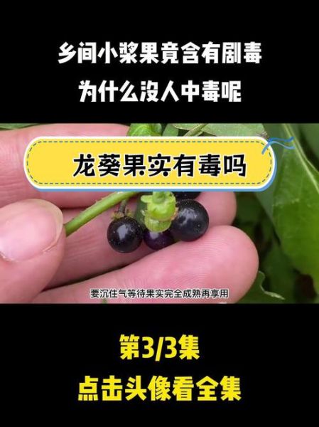 龙葵果的毒性有多大_吃了会中毒吗-第1张图片-山城妙识