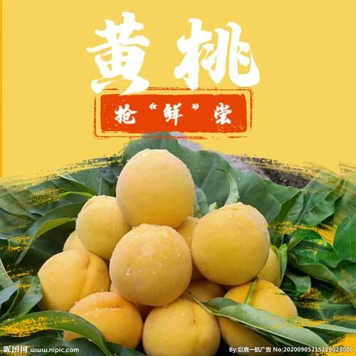 黄桃图库app下载安全吗_黄桃图库app怎么安装-第2张图片-山城妙识