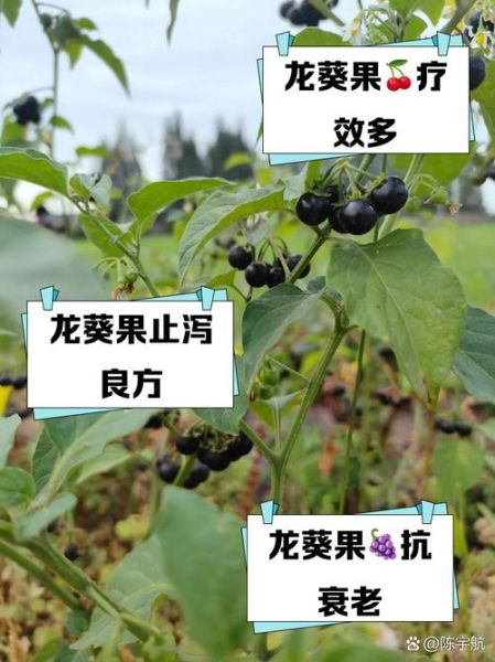 龙葵果的毒性有多大_吃了会中毒吗-第3张图片-山城妙识