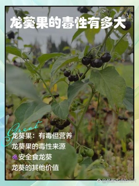 龙葵果的毒性有多大_吃了会中毒吗-第2张图片-山城妙识