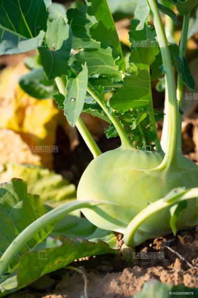 球茎甘蓝怎么做好吃_球茎甘蓝菜的做法大全-第3张图片-山城妙识